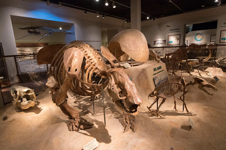 Spotlight: Texas Memorial Museum - Guide 2 Austin